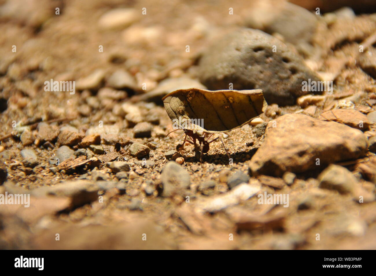 Leaf Cutting ants collect stock, leaf fragments for mushroom growing in ...