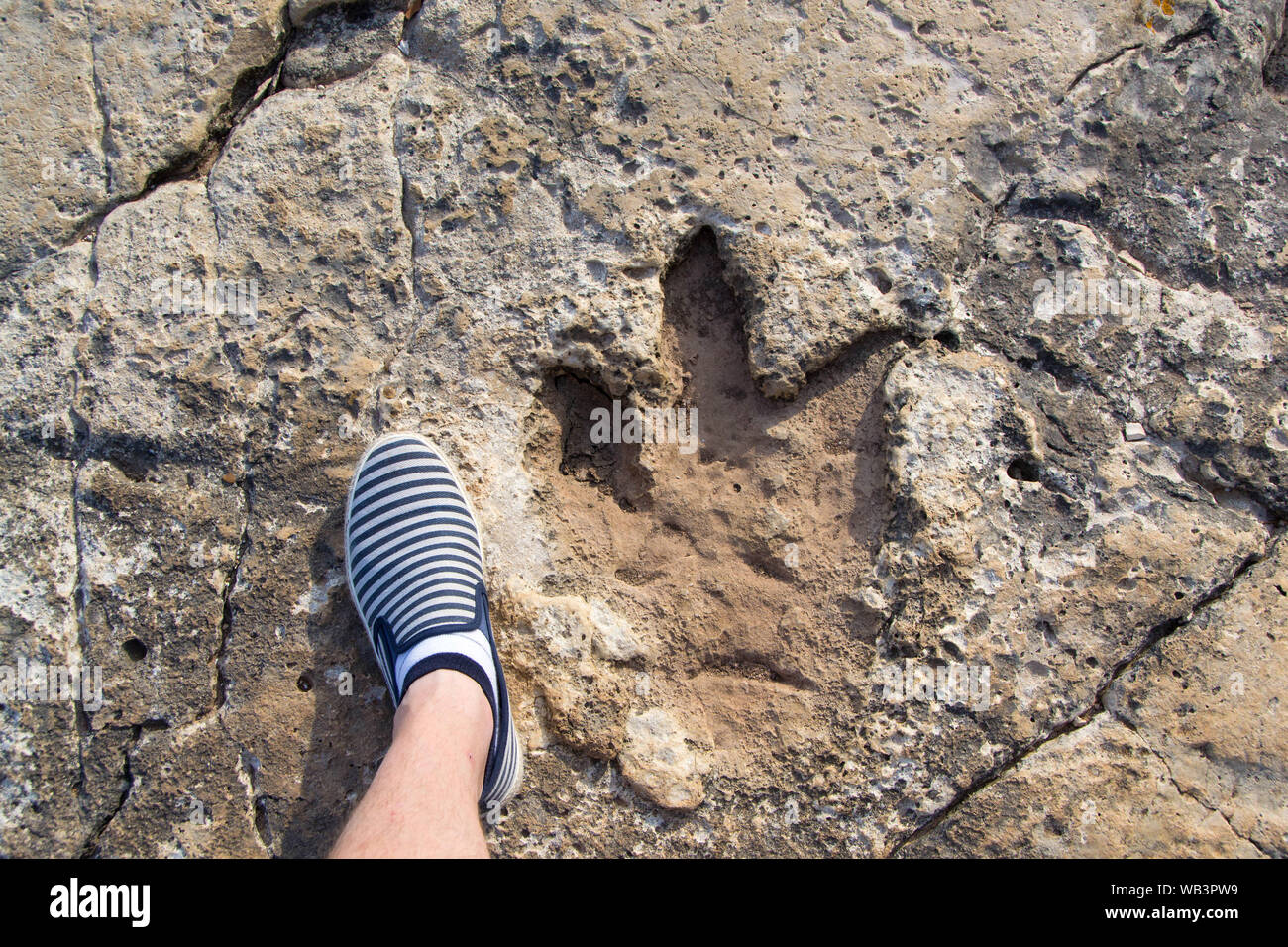 Three toes hi-res stock photography and images - Alamy