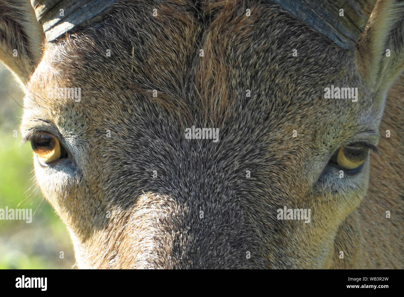Bharal (Pseudois nayaur), also called the Helan Shan blue sheep ...