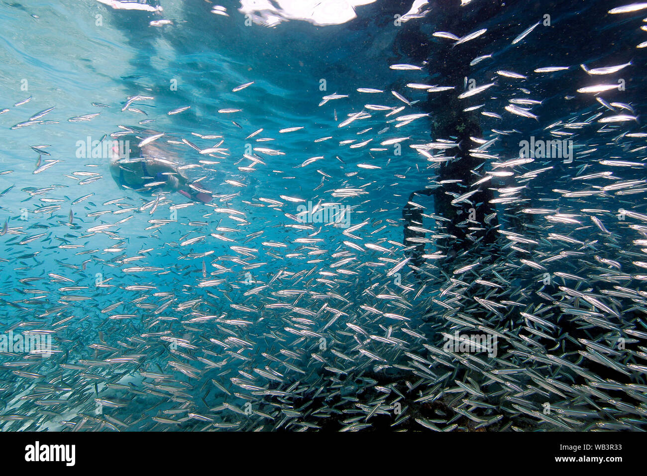 Snorkeler with a large school of bait fish, Florida Keys Stock Photo ...