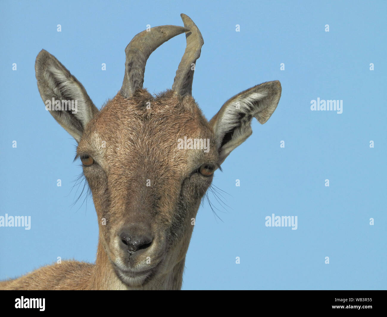 Large capra species hi-res stock photography and images - Alamy