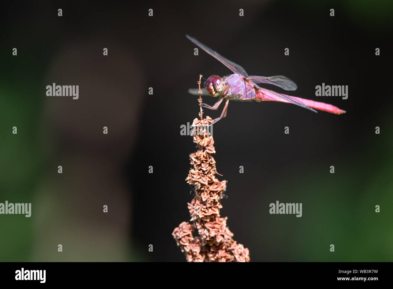 A Roseate Skimmer dragonfly perched on a plant (possibly a species of ...