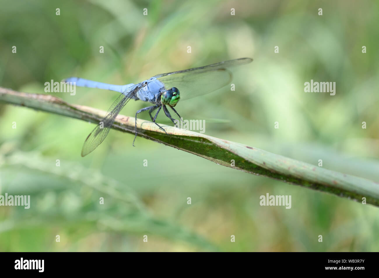 An adult male Eastern Pondhawk dragonfly perches on a leaf at the El ...