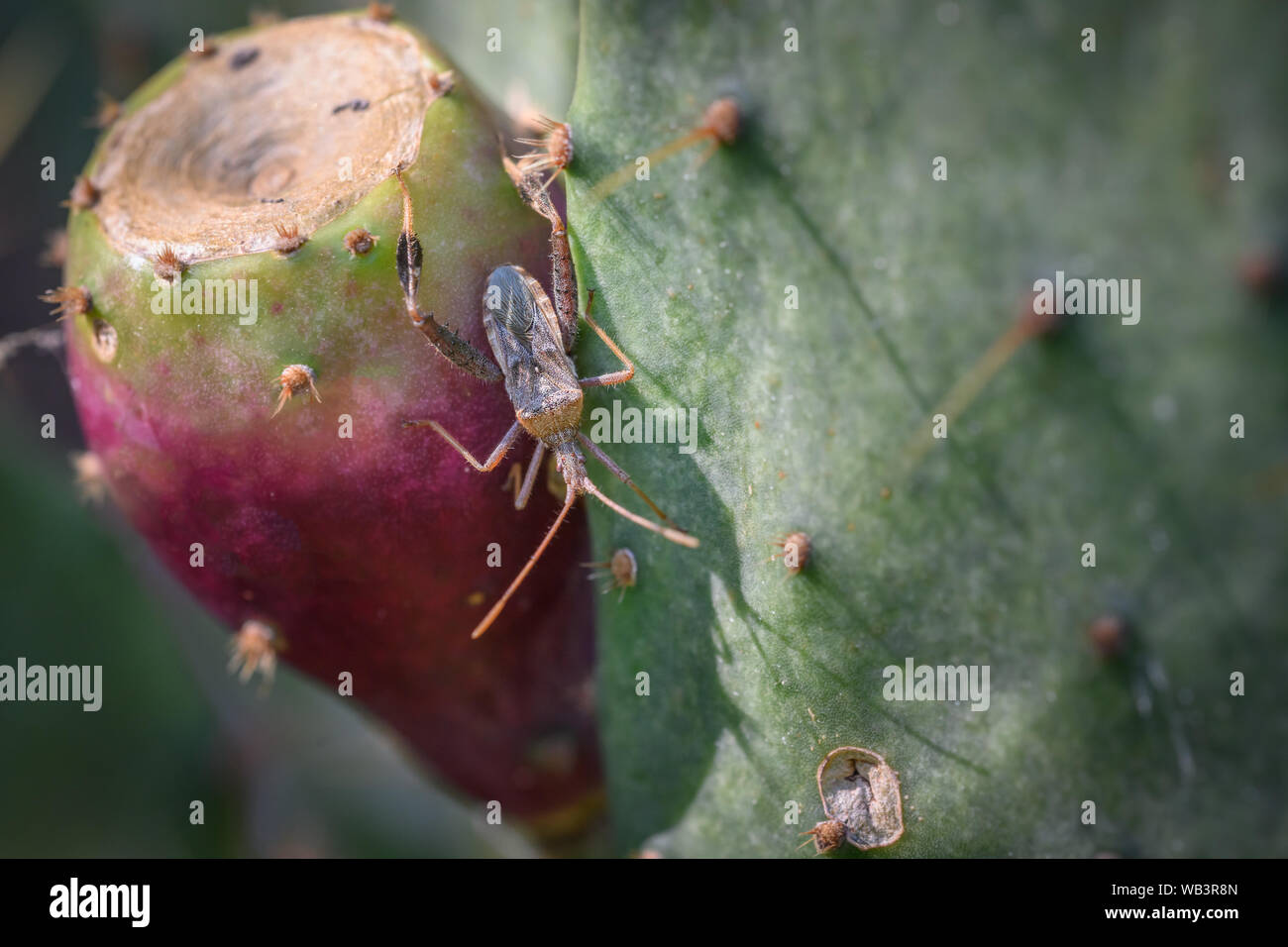 A Leaf-footed cactus bug (Narnia femorata) sits on a Texas Prickly Pear ...