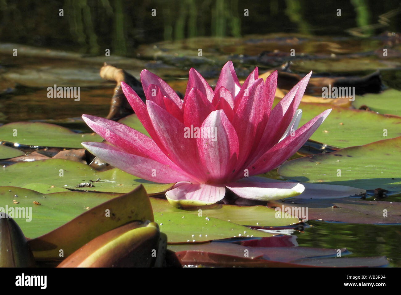Nymphaea is a genus of hardy and tender aquatic plants in the family ...