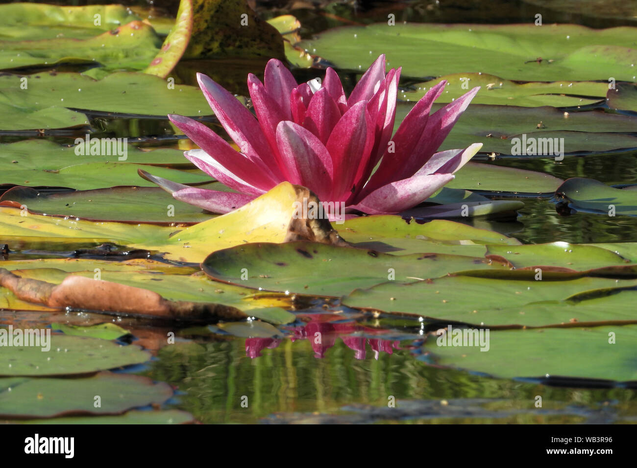 Nymphaea is a genus of hardy and tender aquatic plants in the family ...