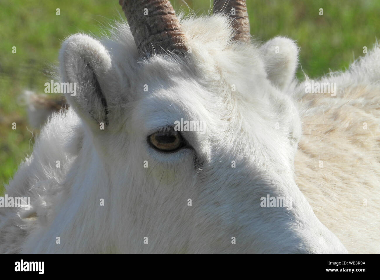 Dall sheep (Dall's sheep), Ovis dalli, is a species of sheep native to northwestern North ...