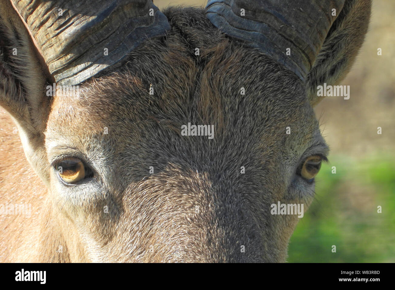 Bharal (Pseudois nayaur), also called the Helan Shan blue sheep ...