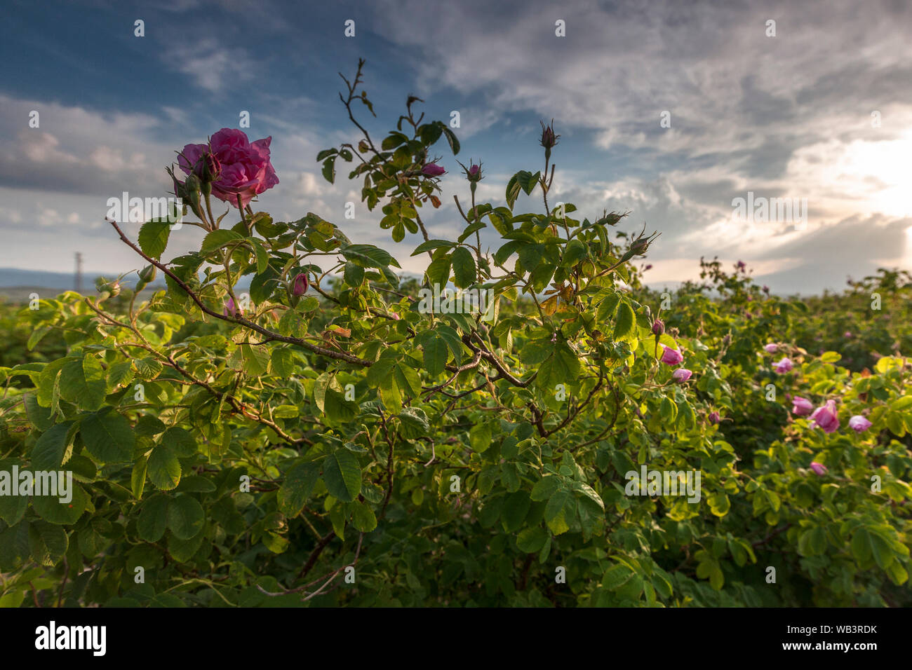 Rosa damascena plantation in Valley of Roses region Stock Photo - Alamy