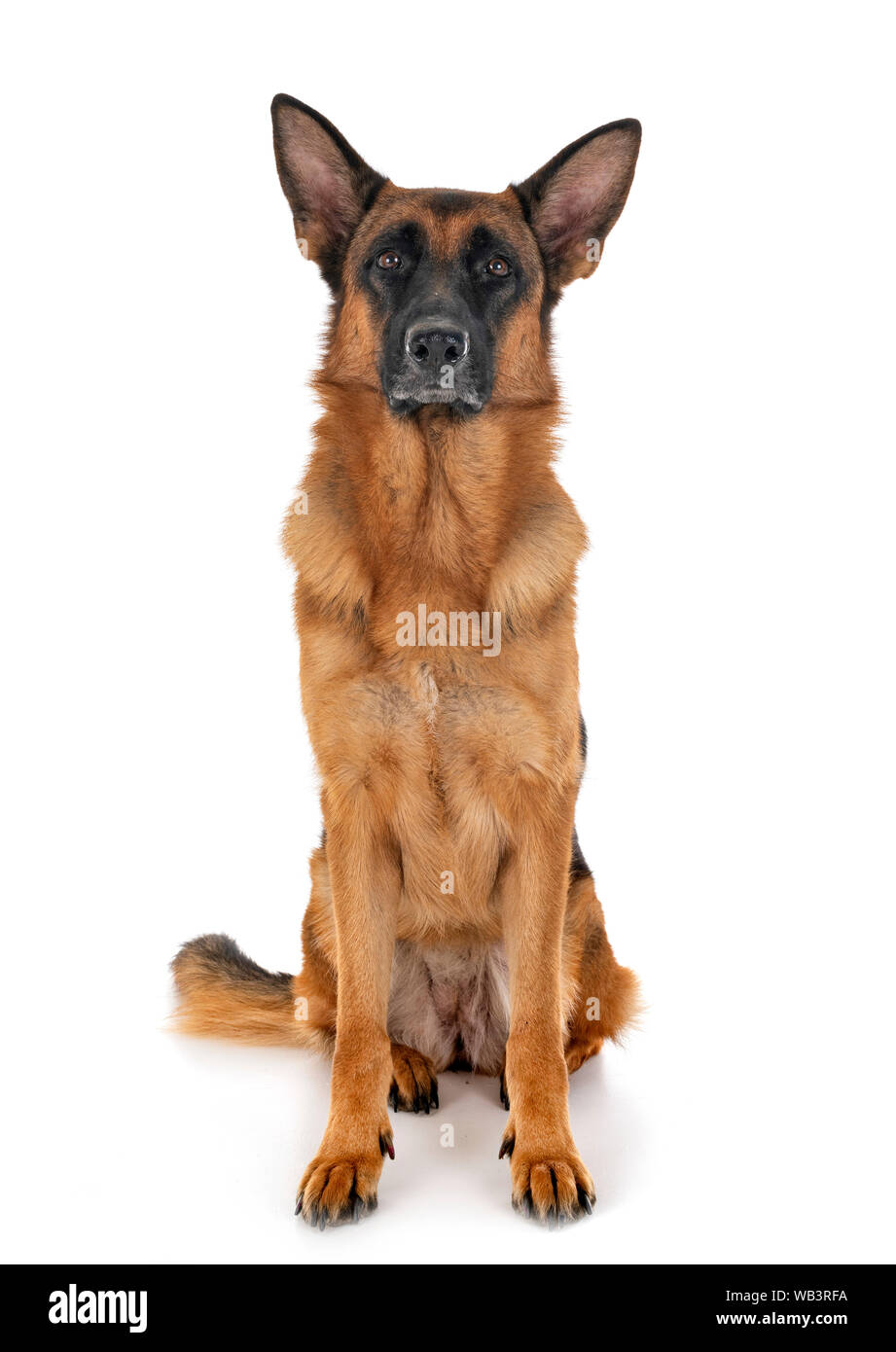 german shepherd in front of white background Stock Photo - Alamy