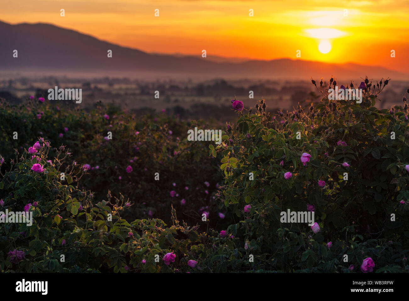 Awesome rose field at sunrise located in Valley of Roses, Bulgaria ...