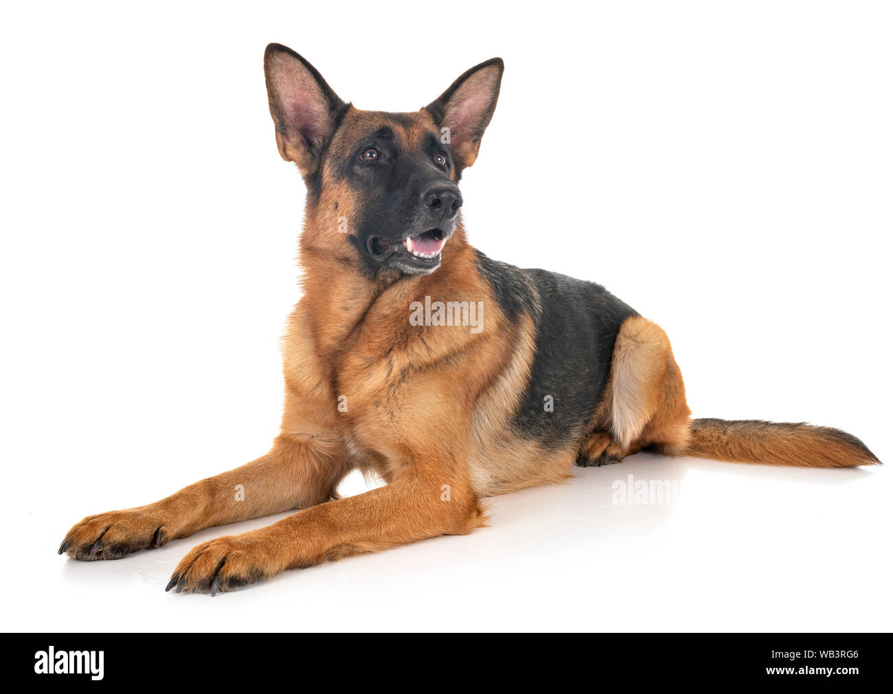 german shepherd in front of white background Stock Photo - Alamy