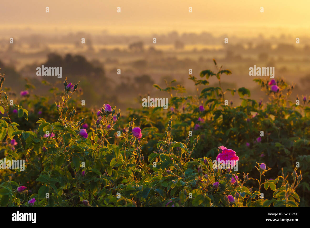 Awesome rose field at sunrise located in Valley of Roses, Bulgaria ...