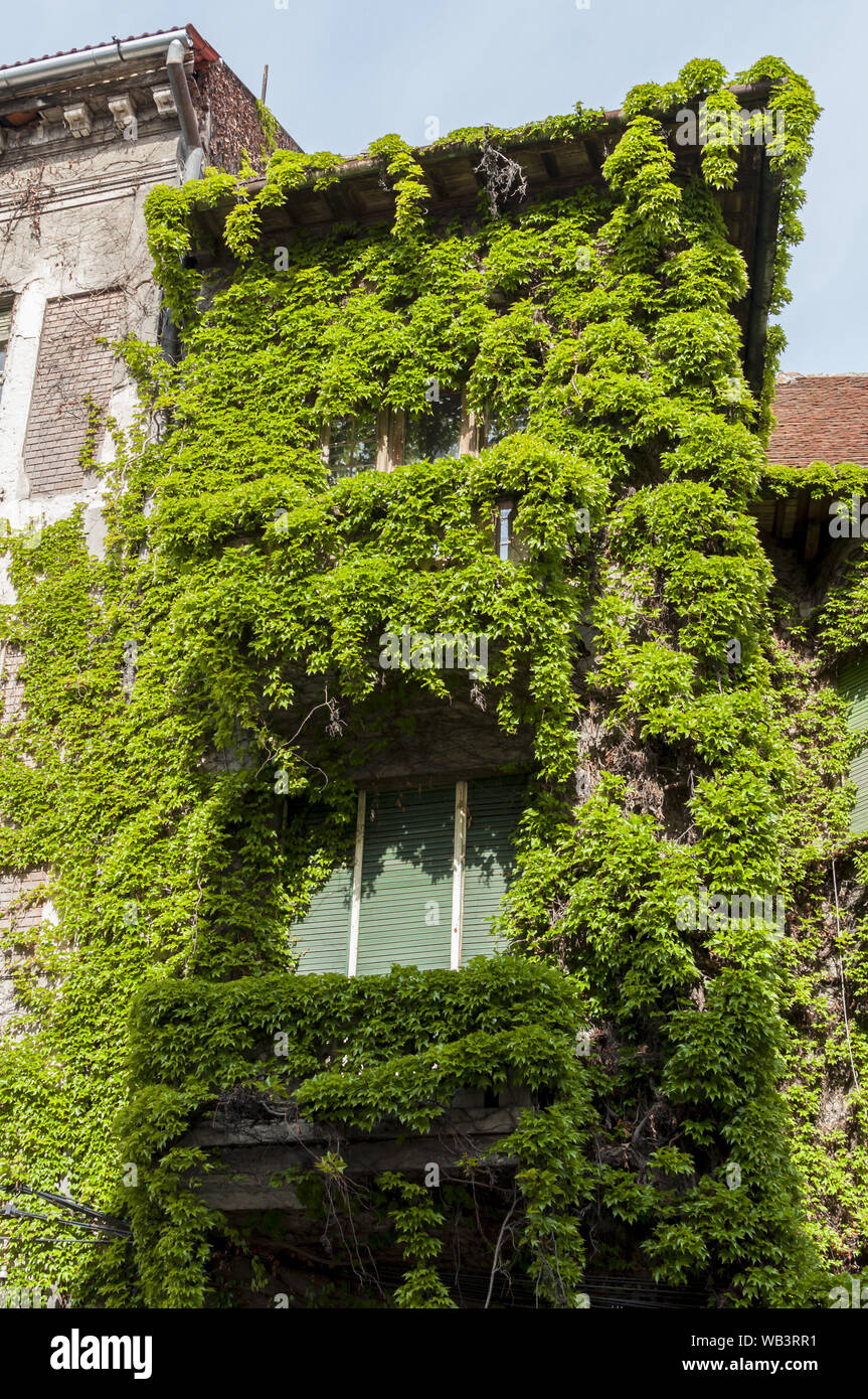 House covered with common ivy (hedera helix Stock Photo - Alamy