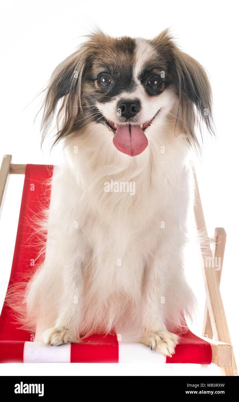 phalene papillon dog in front of white background Stock Photo - Alamy