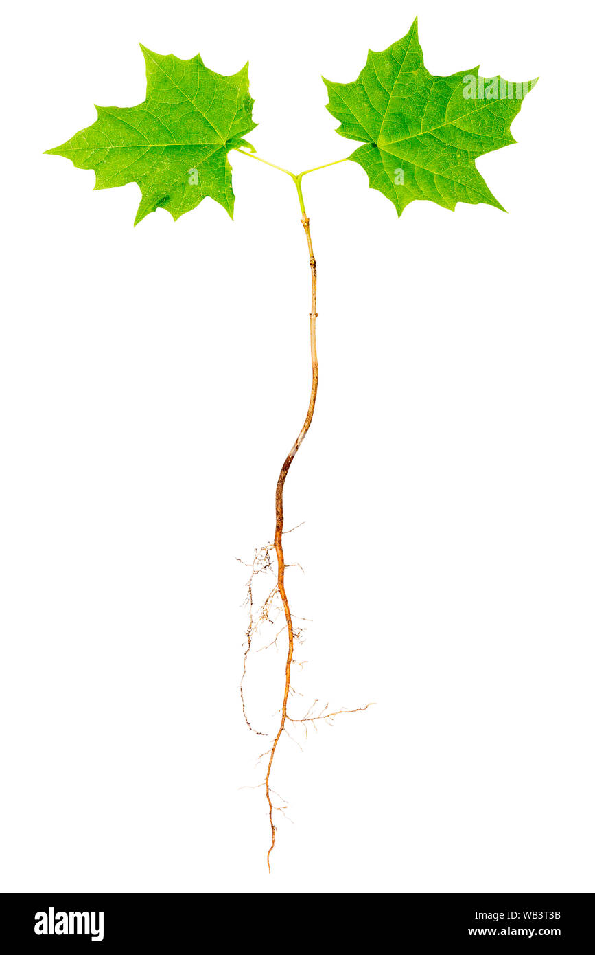 Young maple tree with roots isolated on white background Stock Photo ...
