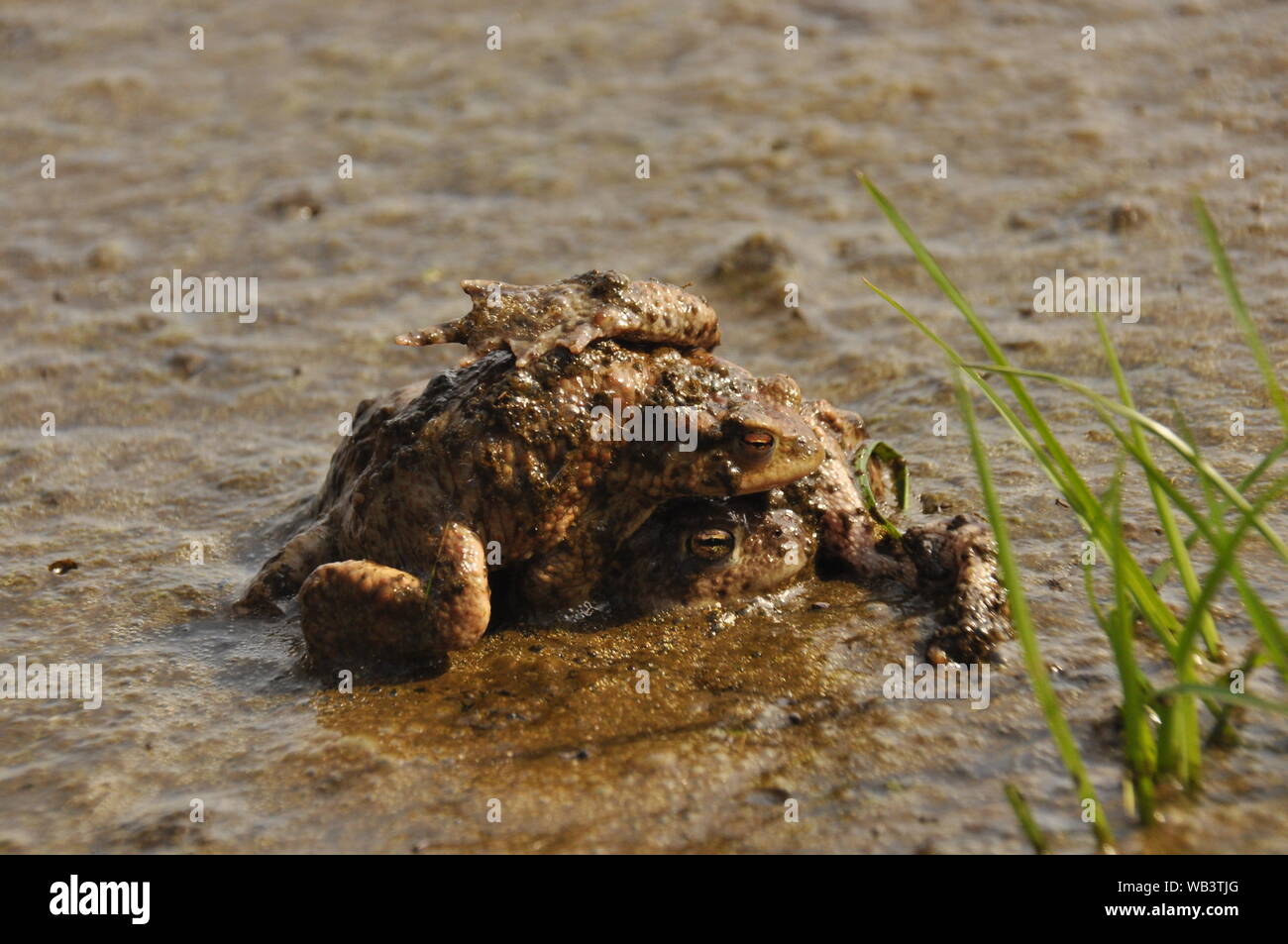 Toad. Amphibian during the spring awakening and mating Stock Photo - Alamy