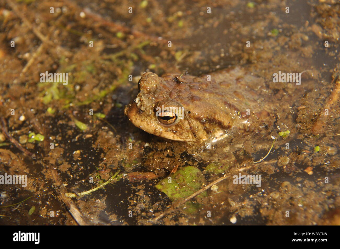 Toad. Amphibian during the spring awakening and mating Stock Photo - Alamy