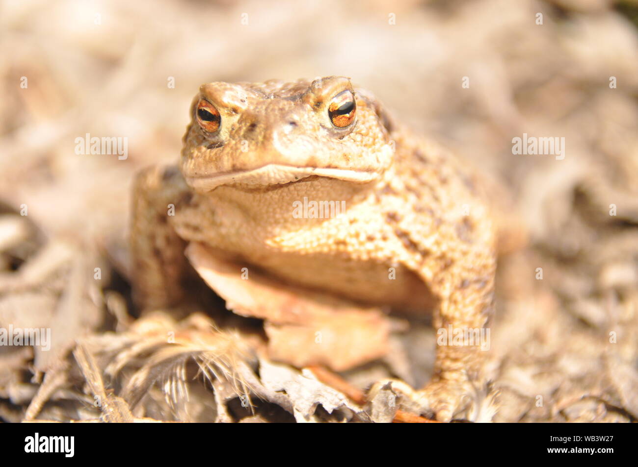 Toad. Amphibian during the spring awakening and mating Stock Photo - Alamy