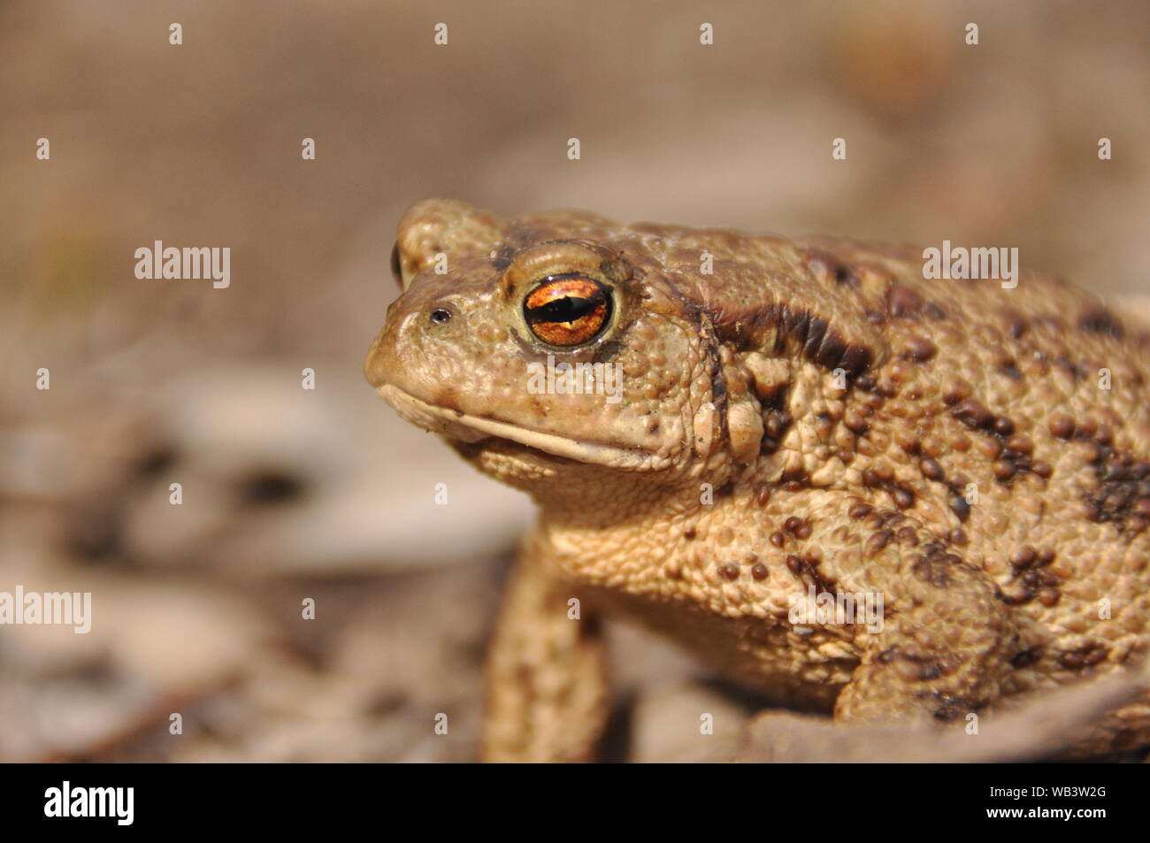 Toad. Amphibian during the spring awakening and mating Stock Photo - Alamy