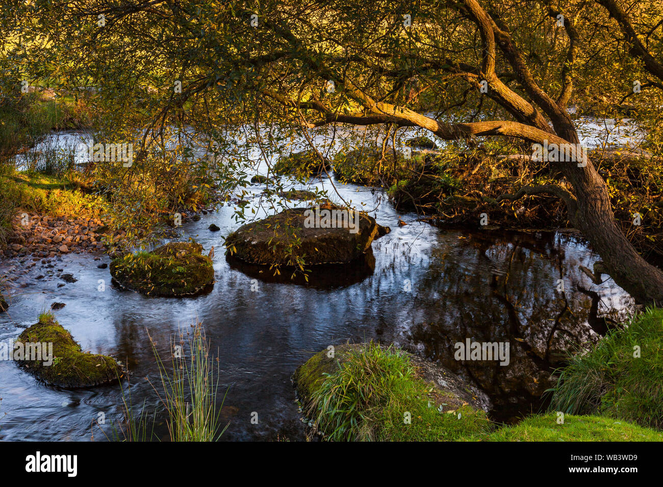 A view of a tree overhanging a riverbank at the River Dart, Bellever ...