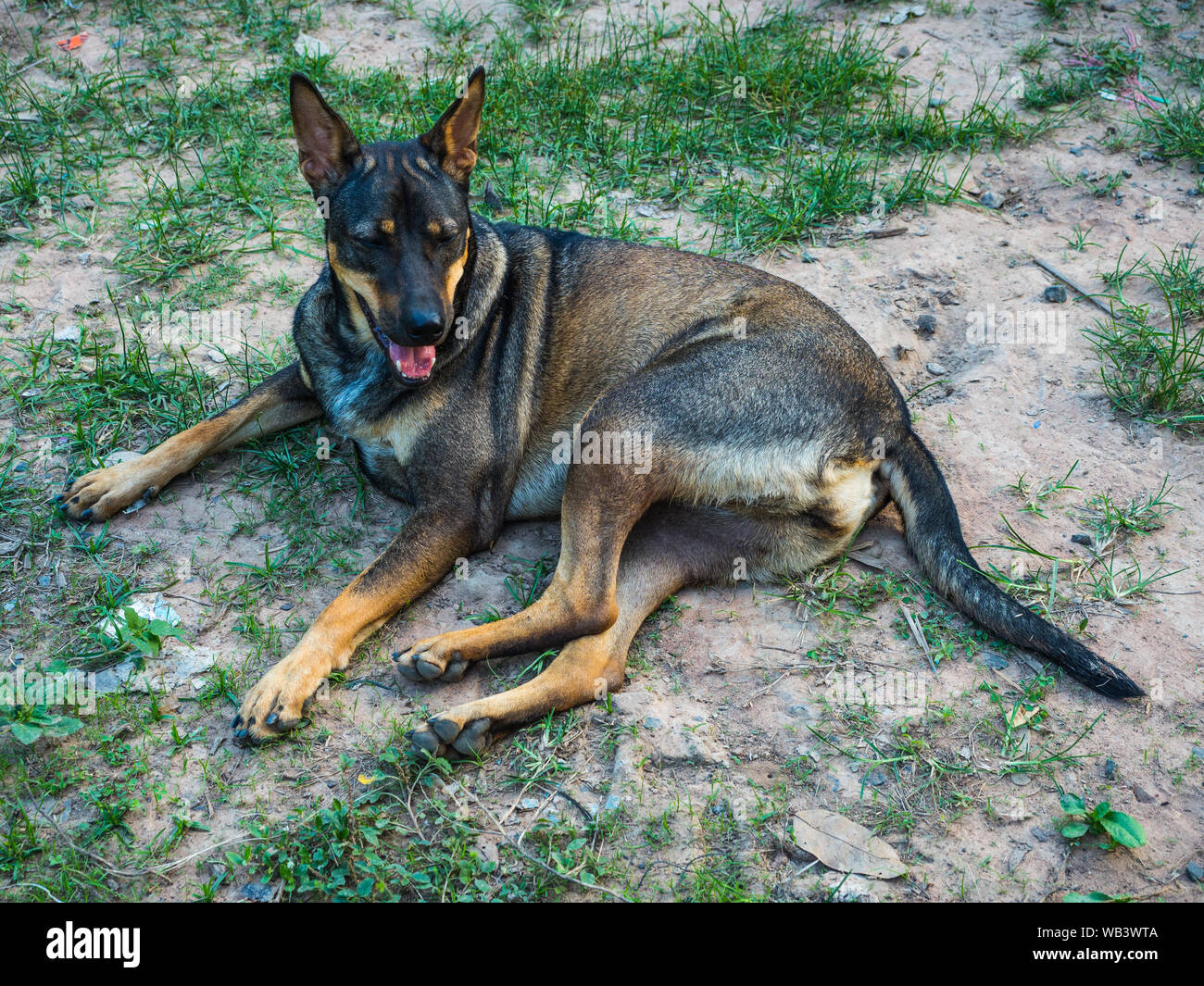 Terrier sleeping on floor hi-res stock photography and images - Alamy