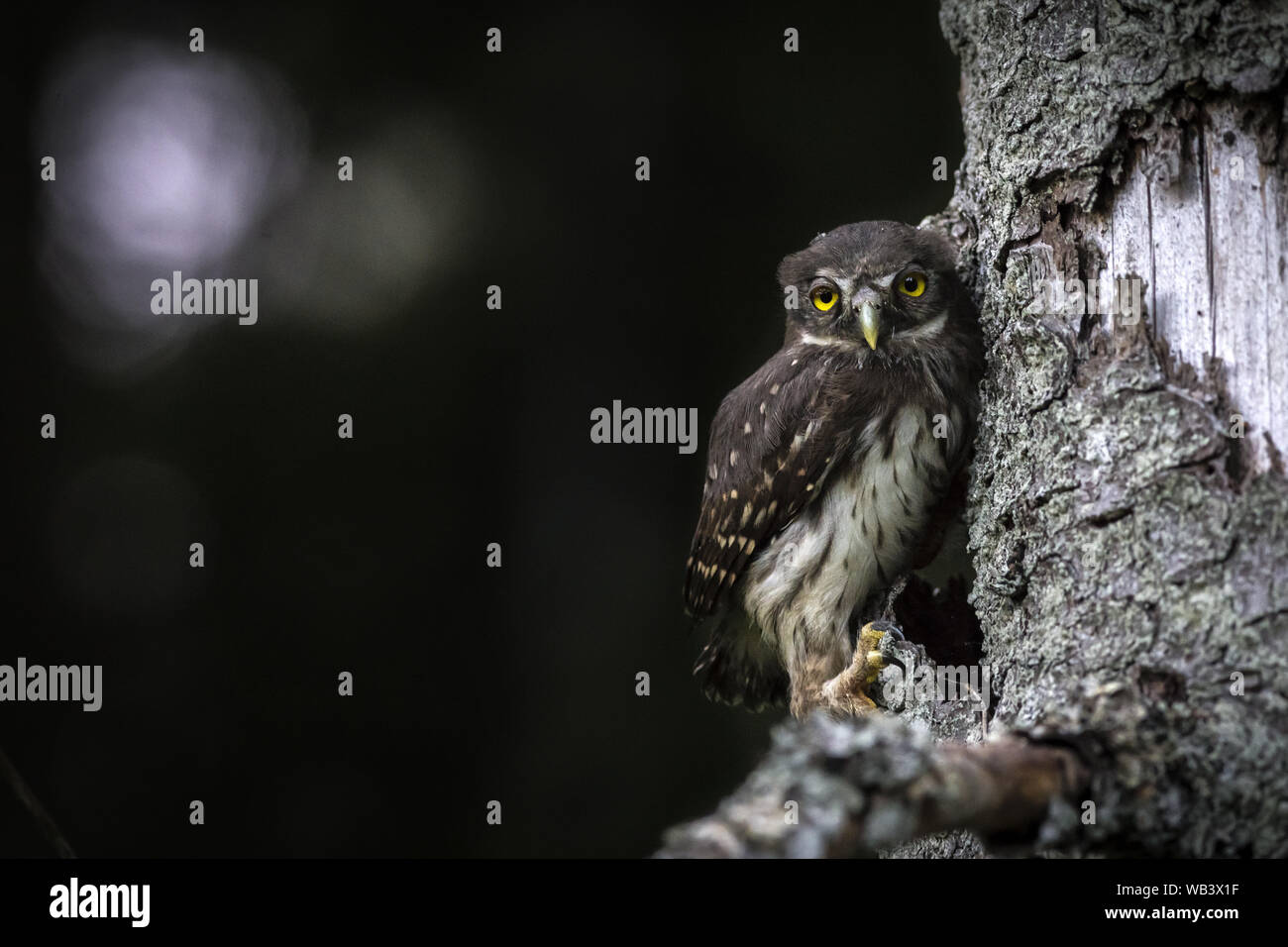 Eurasian pygmy owl (Glaucidium passerinum Stock Photo - Alamy