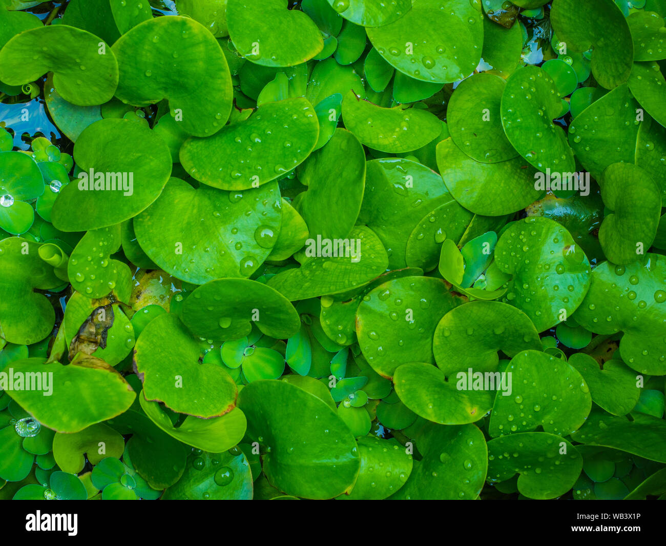 The fresh water plants for background Stock Photo - Alamy