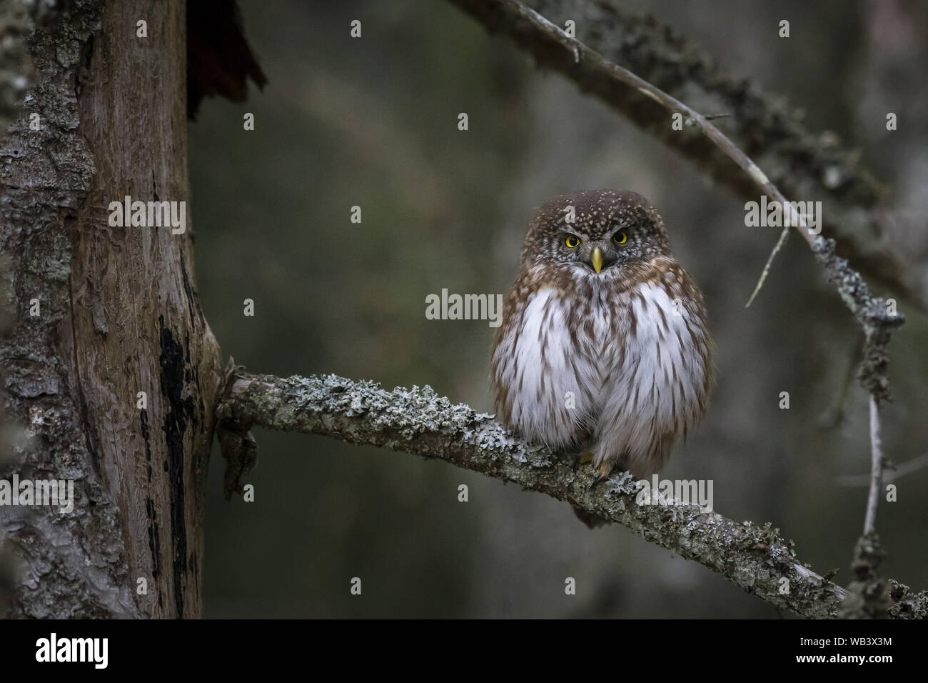 Eurasian pygmy owl (Glaucidium passerinum Stock Photo - Alamy