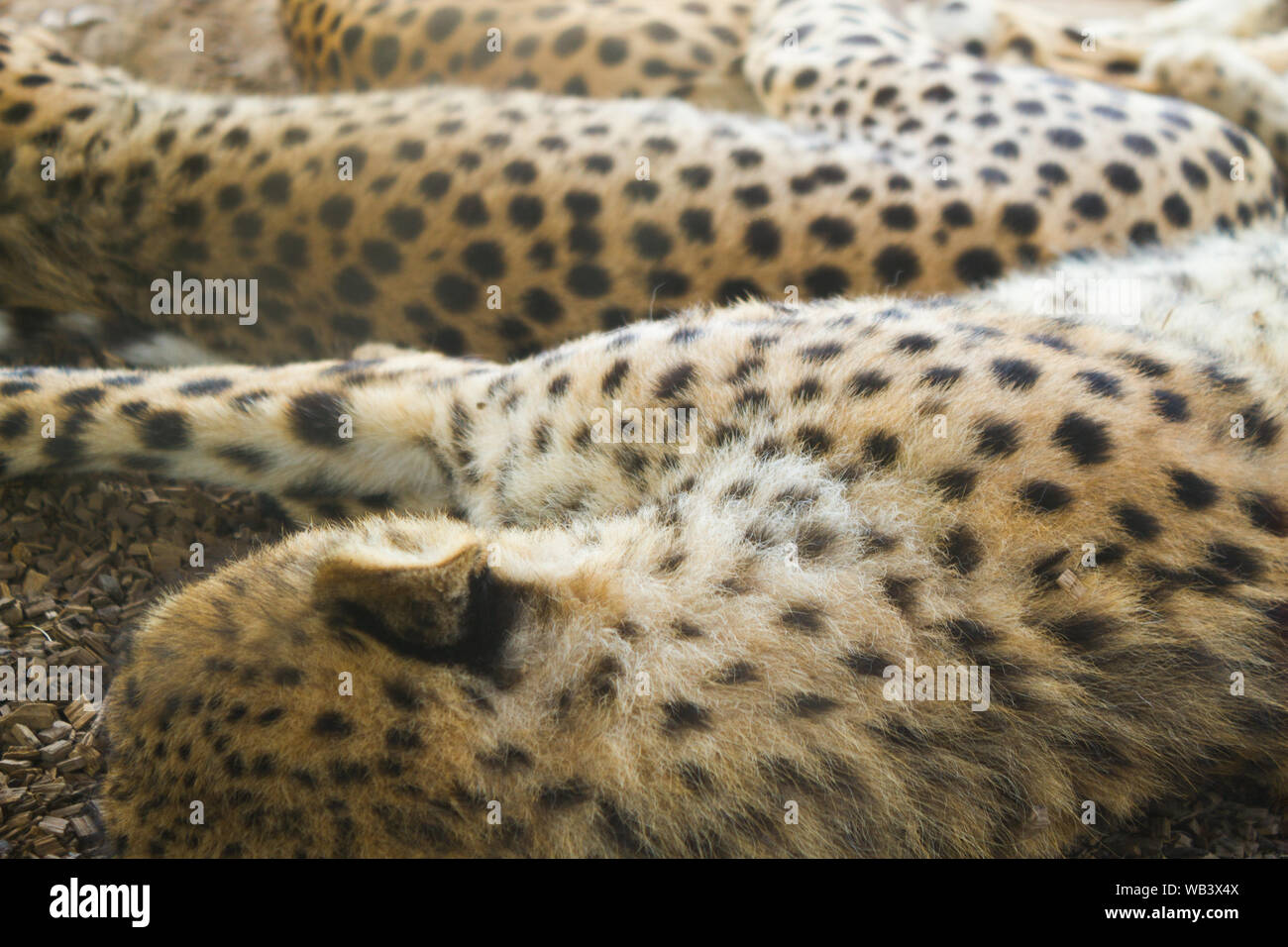 Sleeping gepard image. Gepards sleep on the ground Stock Photo - Alamy