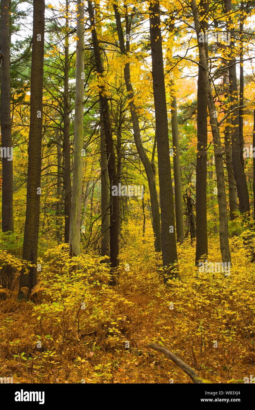 Breakheart reservation hi-res stock photography and images - Alamy