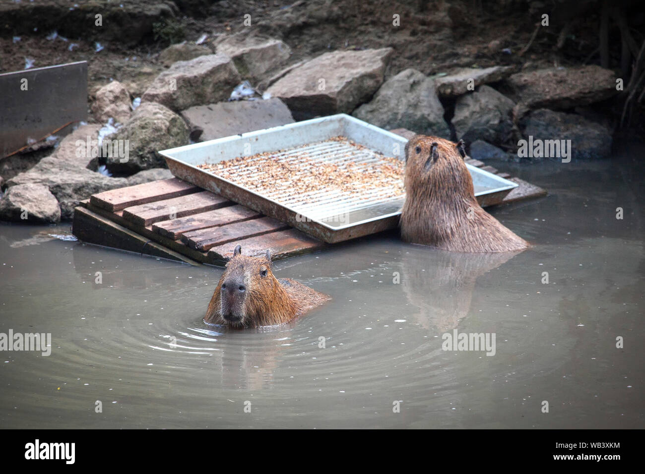 Capybara swim hi-res stock photography and images - Alamy