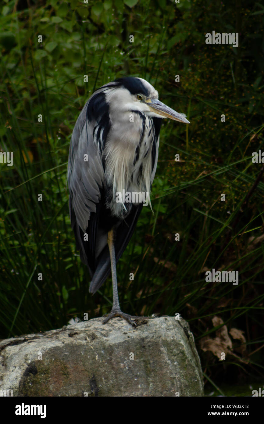 Heron on one leg hi-res stock photography and images - Alamy