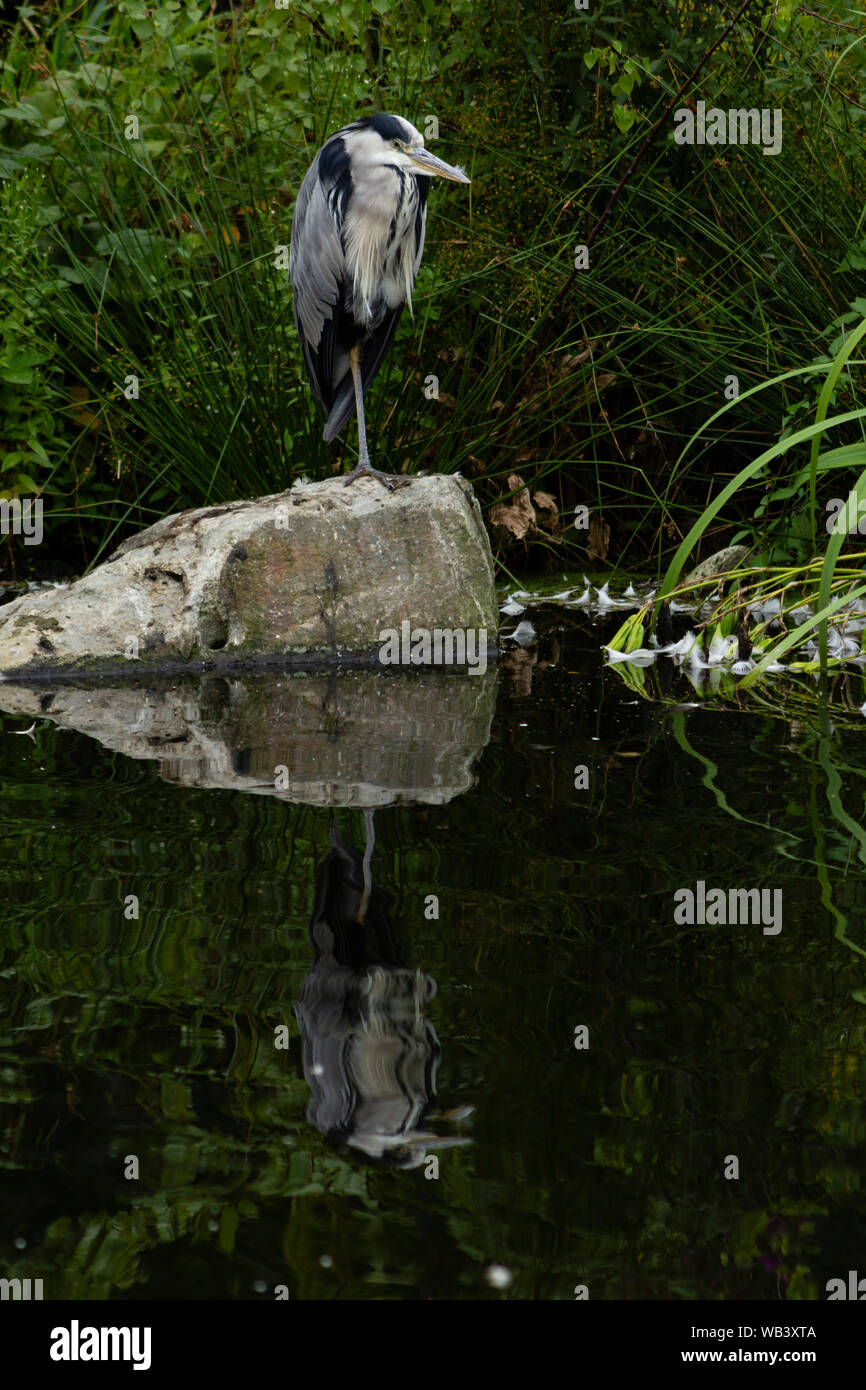 Grey heron standing on one leg on a rock with everything reflected in ...