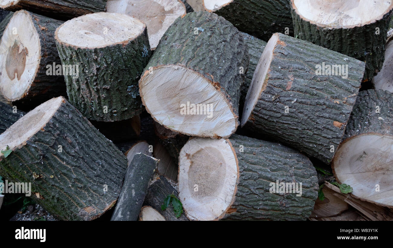 Wood stumps hi-res stock photography and images - Alamy