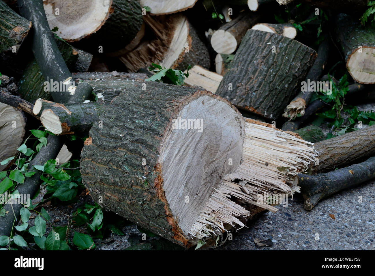 Wood stumps hi-res stock photography and images - Alamy