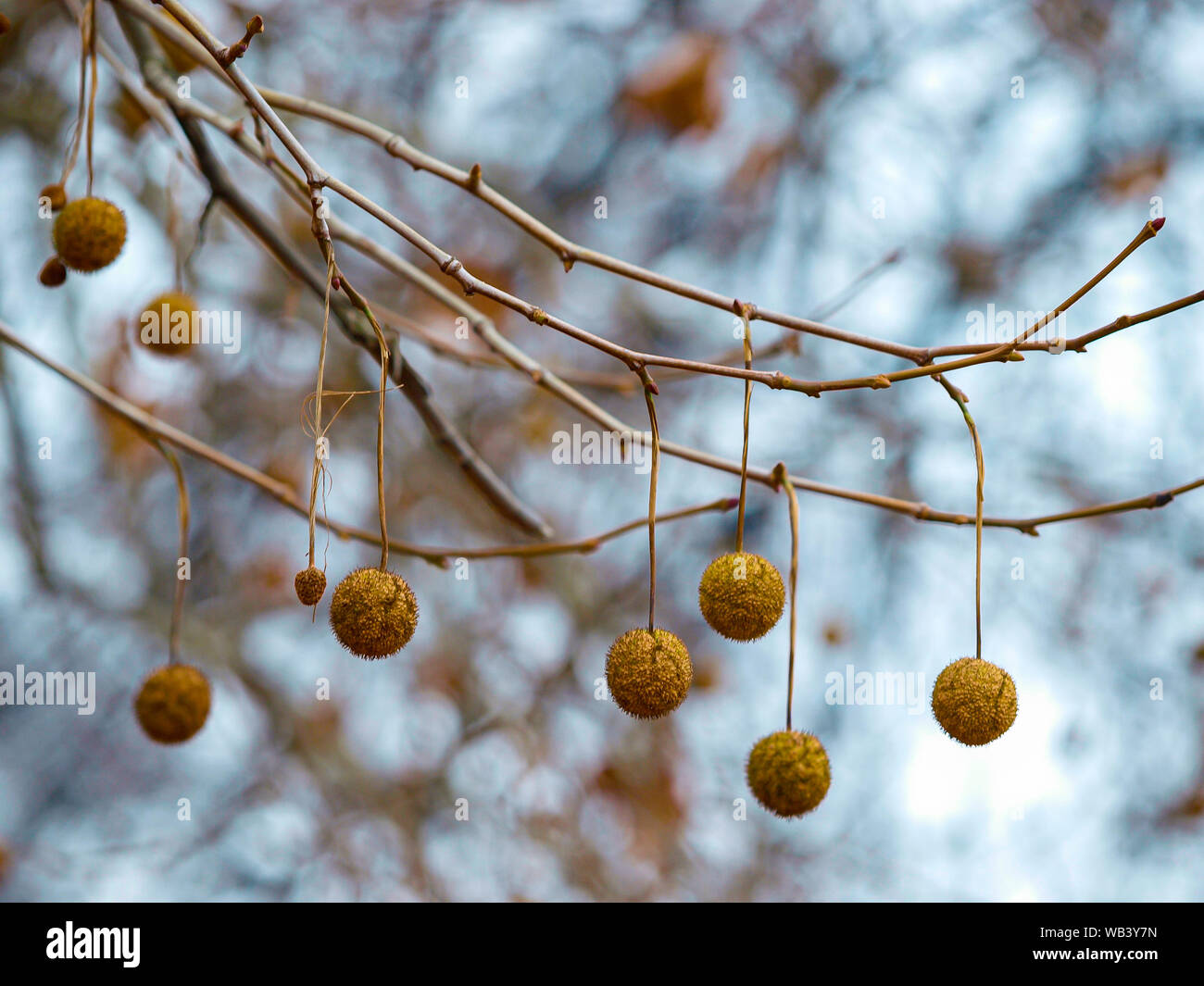 frozen dry fruit of a sycamore tree is hanging on a branch with a ...