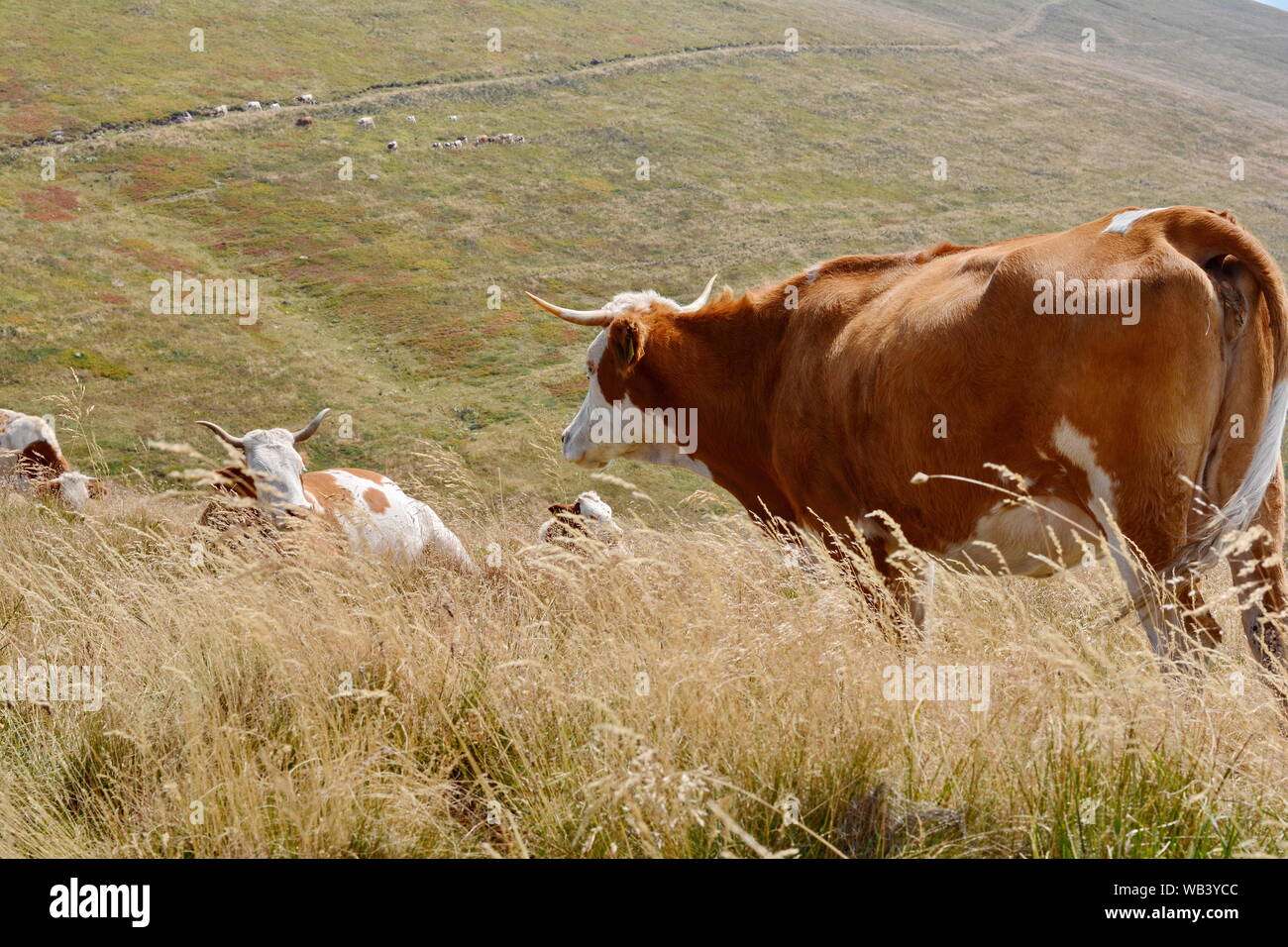 Milka country hi-res stock photography and images - Alamy