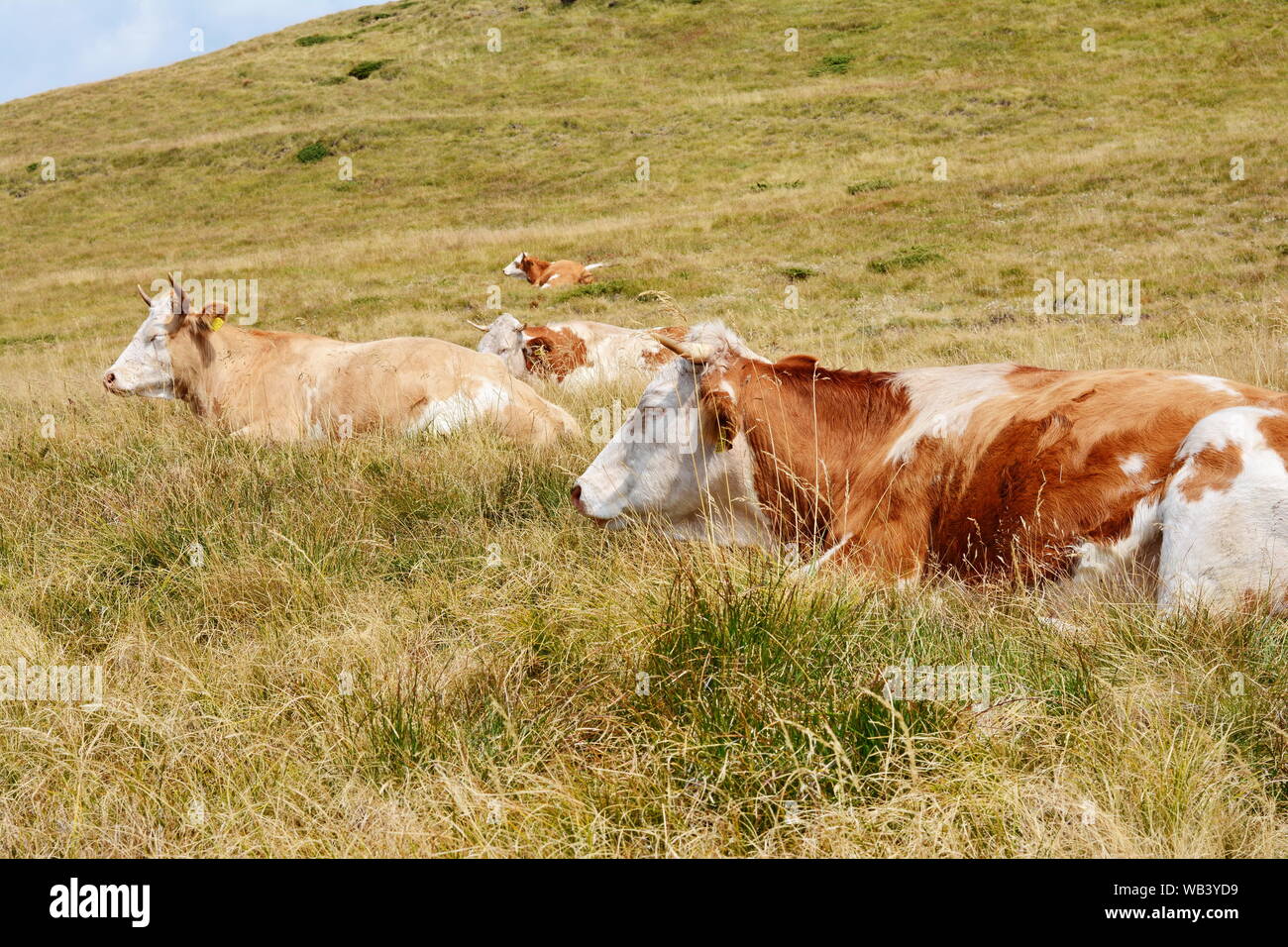 Milka country hi-res stock photography and images - Alamy