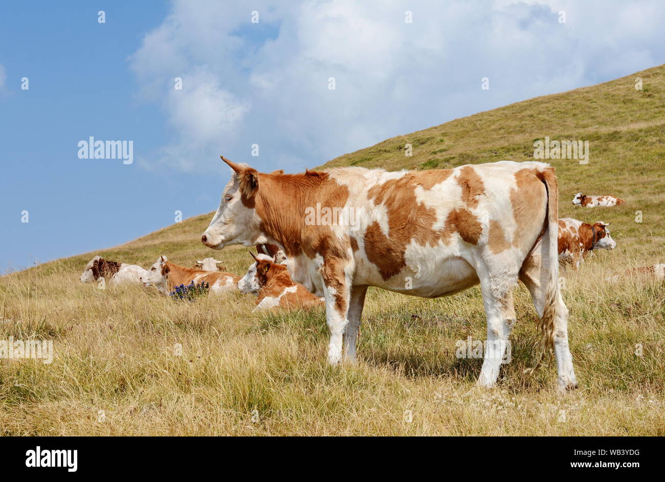 Cows on the pasture on a sunny day on the mountain. Meadow with cows in ...
