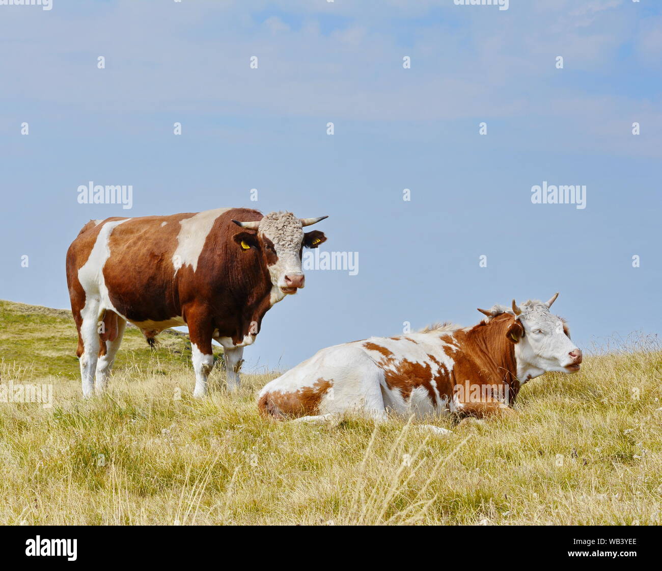 Milka country hi-res stock photography and images - Alamy