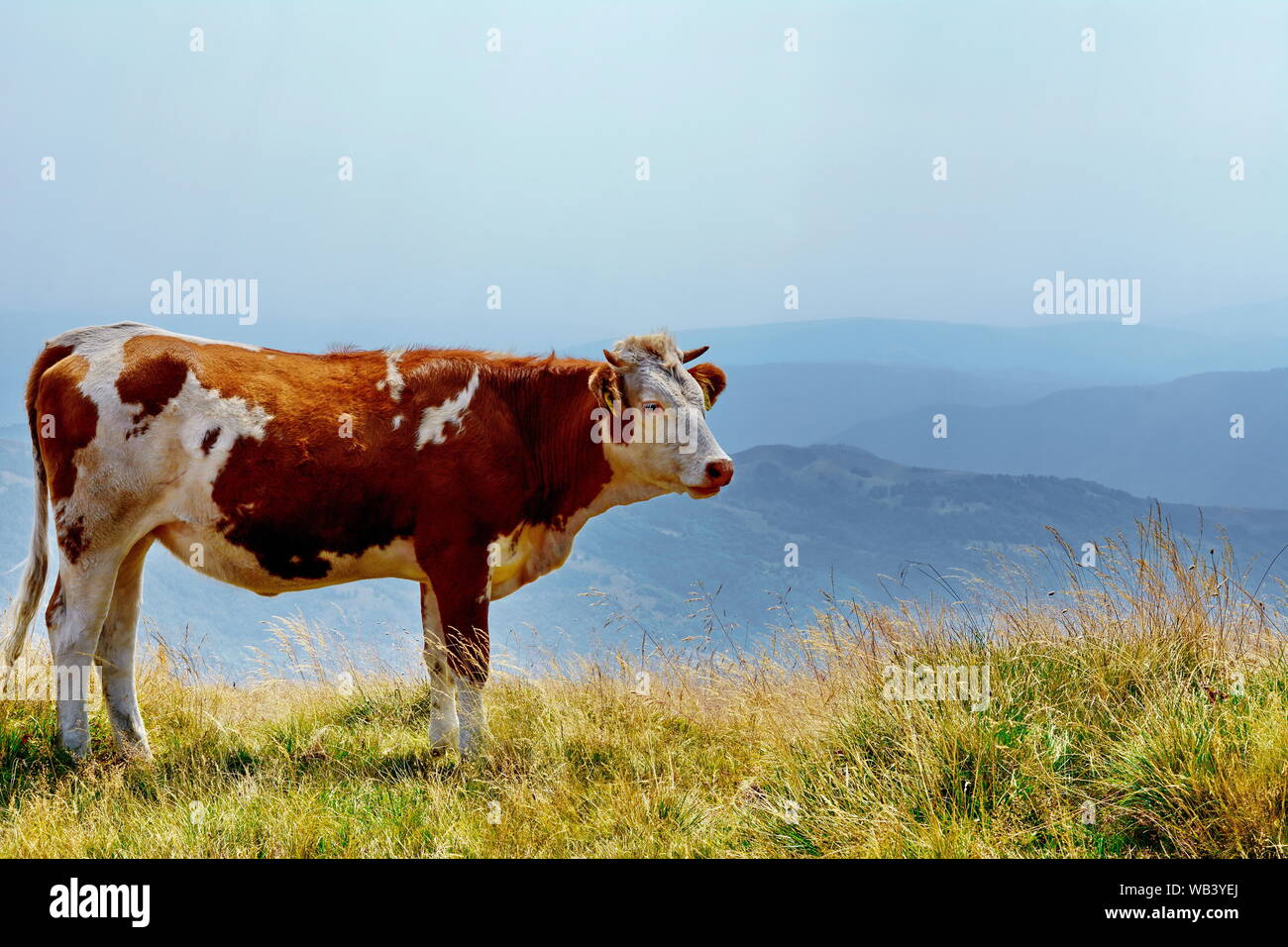 Cows on the pasture on a sunny day on the mountain. Meadow with cows in ...