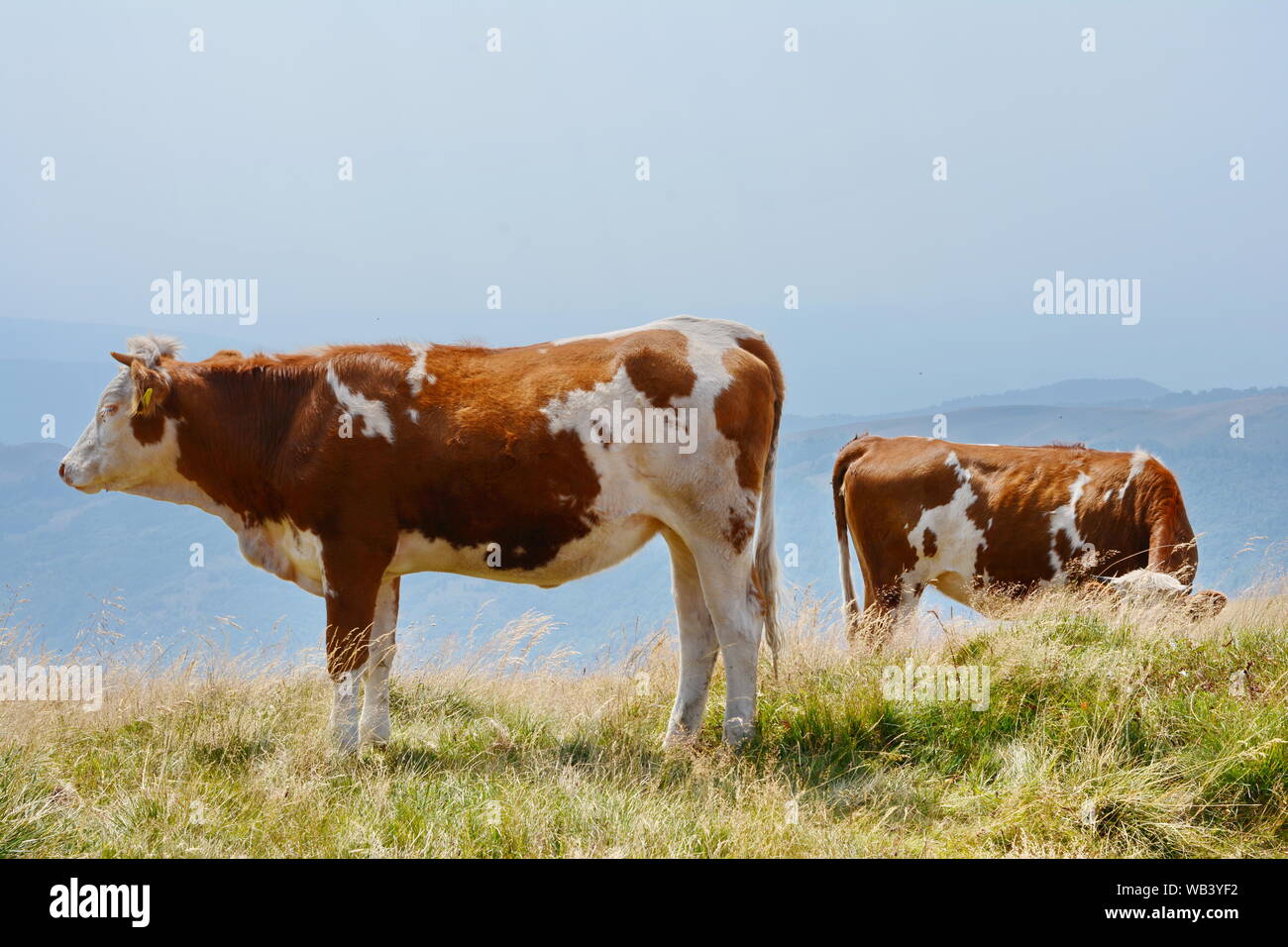 Milka country hi-res stock photography and images - Alamy