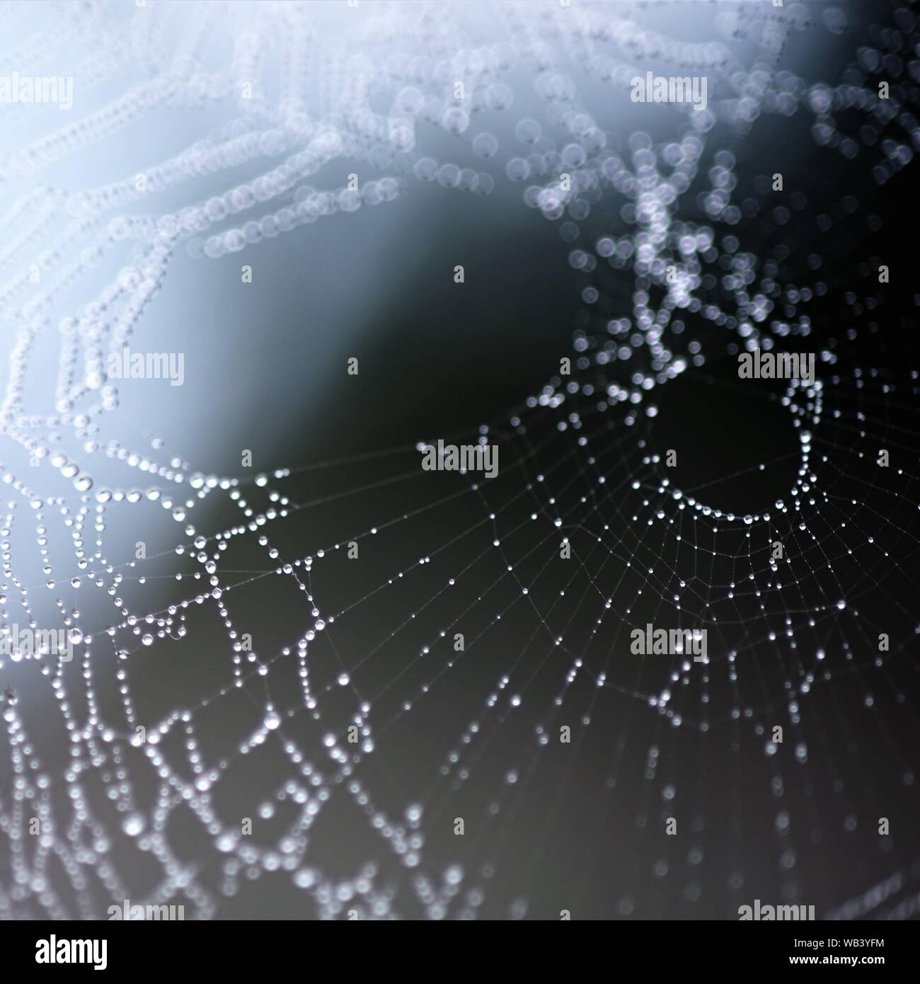 spider web in droplets of rain, macro image Stock Photo - Alamy