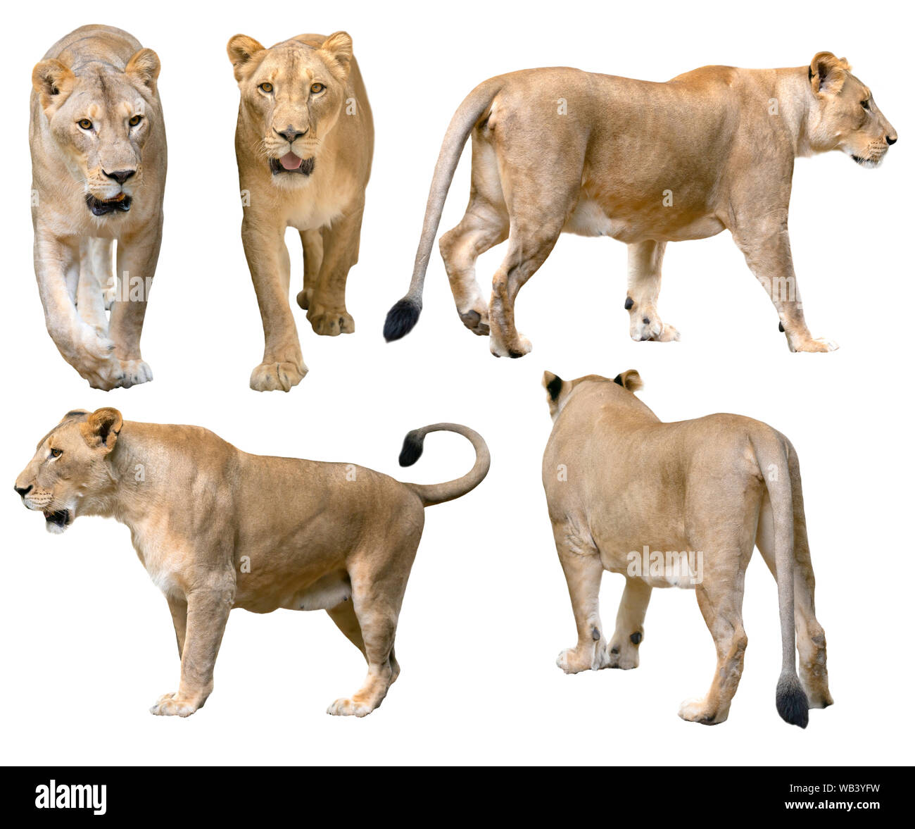 female lion (panthera leo) walking isolated on white background Stock ...