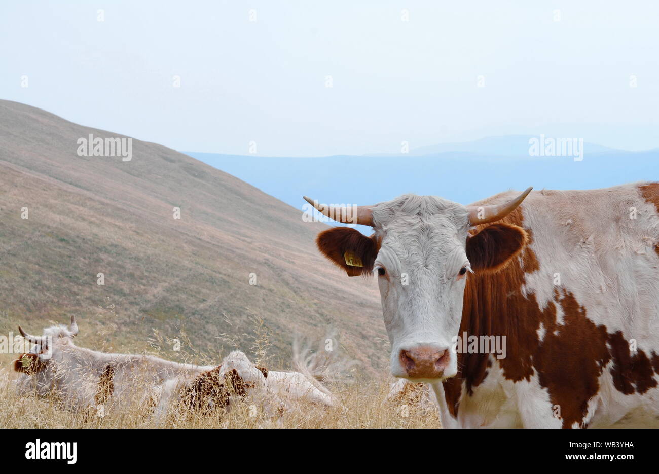 Milka country hi-res stock photography and images - Alamy