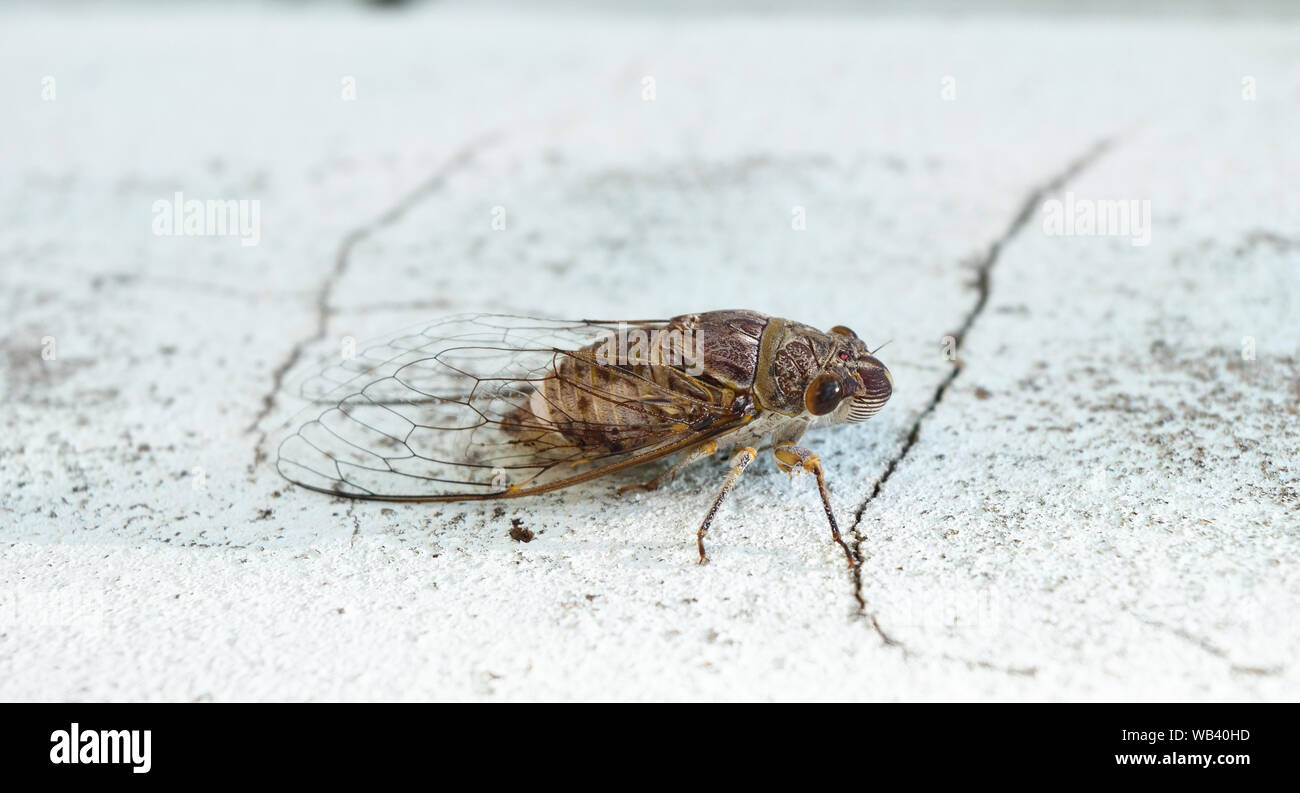 Cicada on gray concrete wall , Tropical Insects of Asia Stock Photo - Alamy