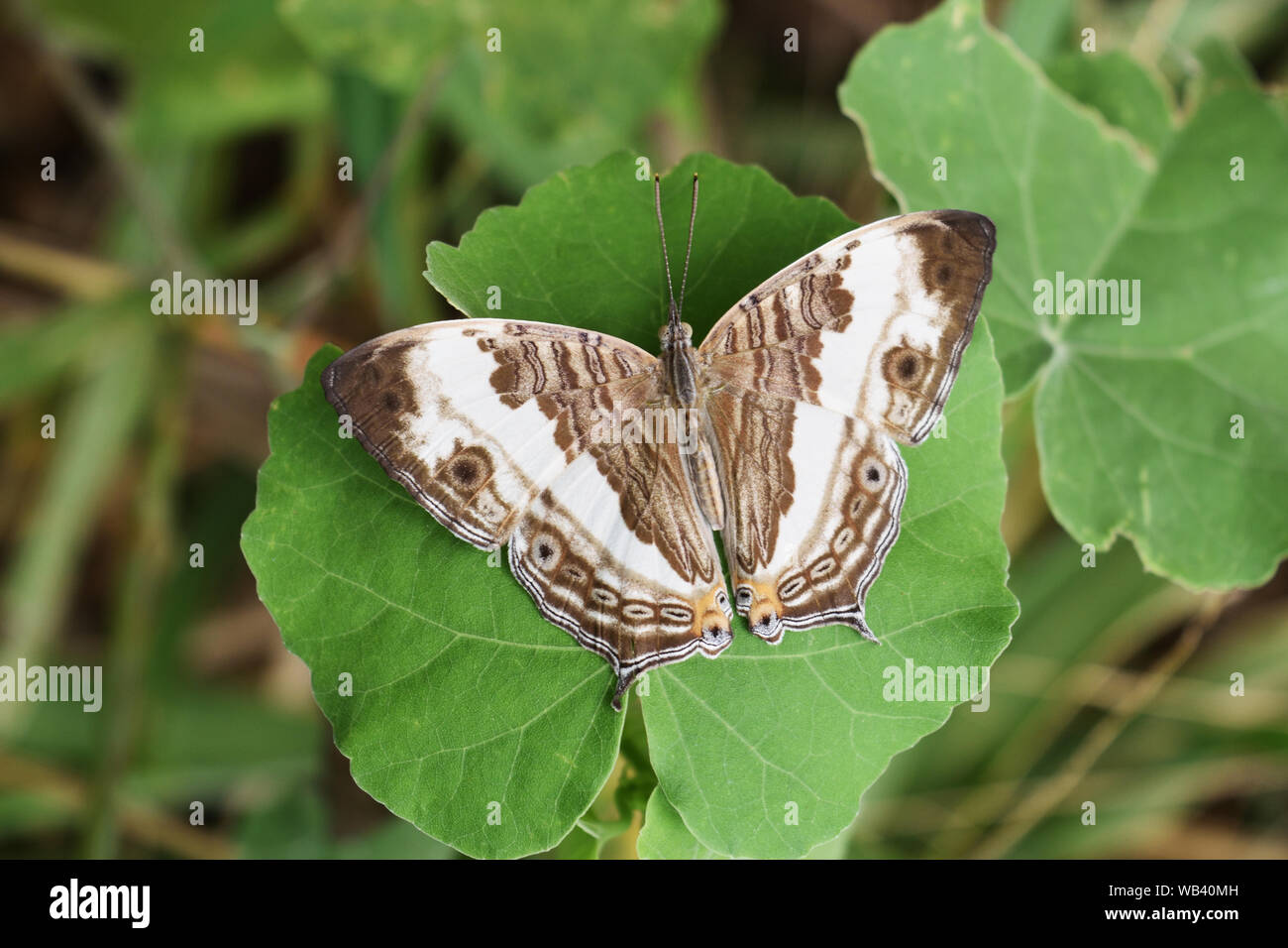 Tropical insects hi-res stock photography and images - Alamy