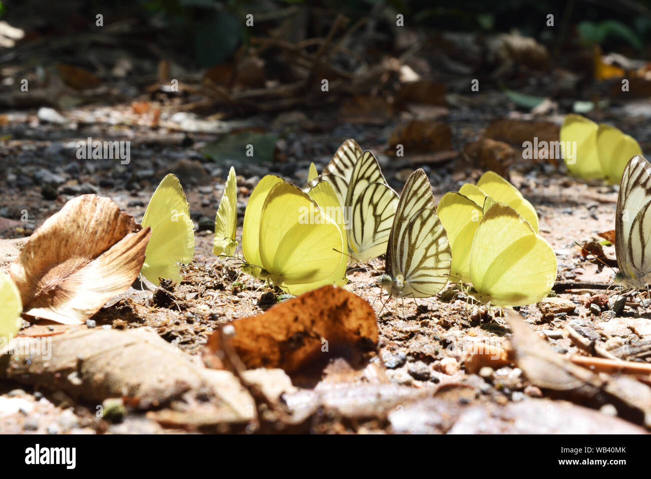 The Tree Yellow and The Striped Albatross butterfly, Group of yellow ...