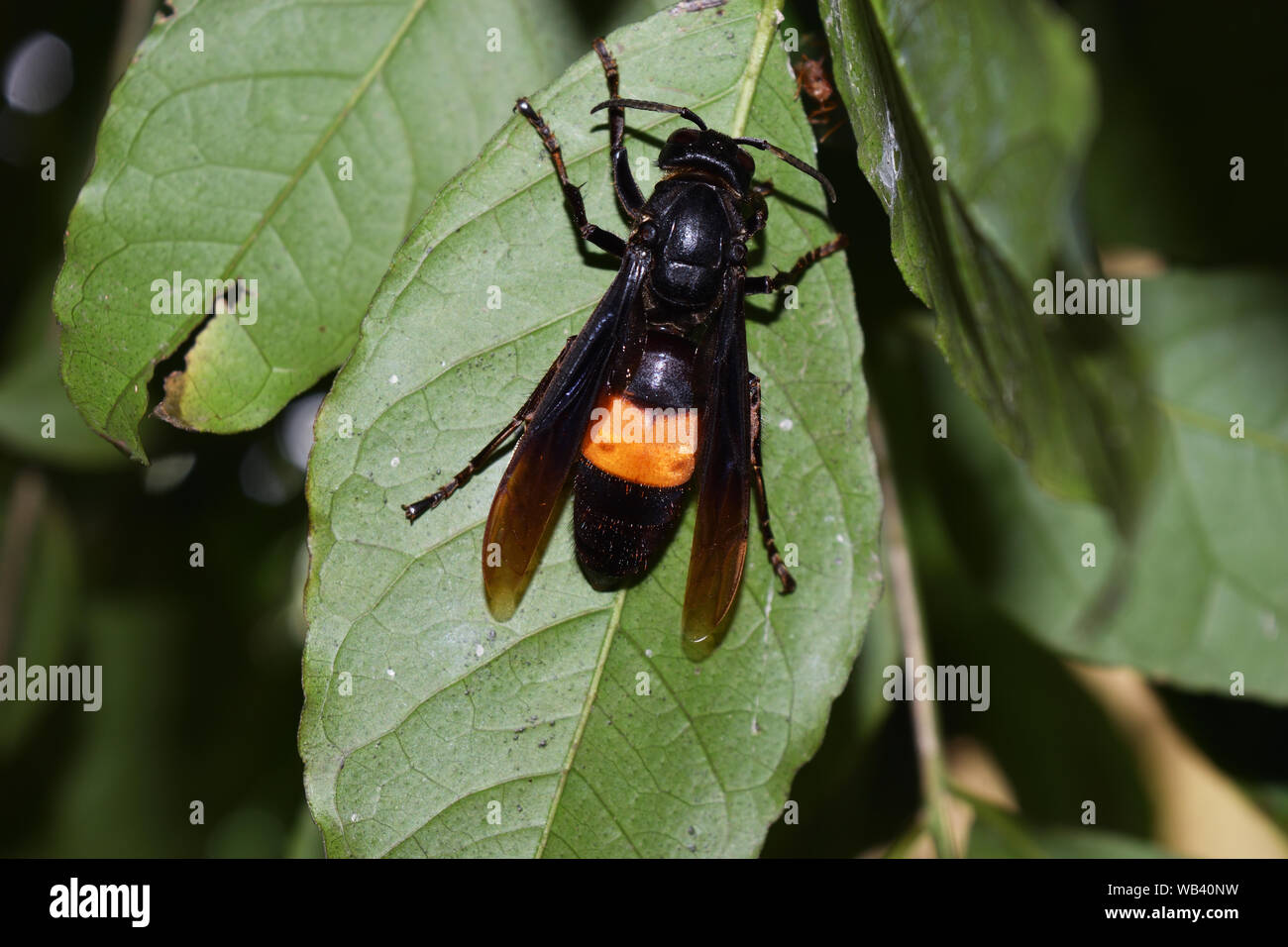 Vespa affinis hi-res stock photography and images - Alamy